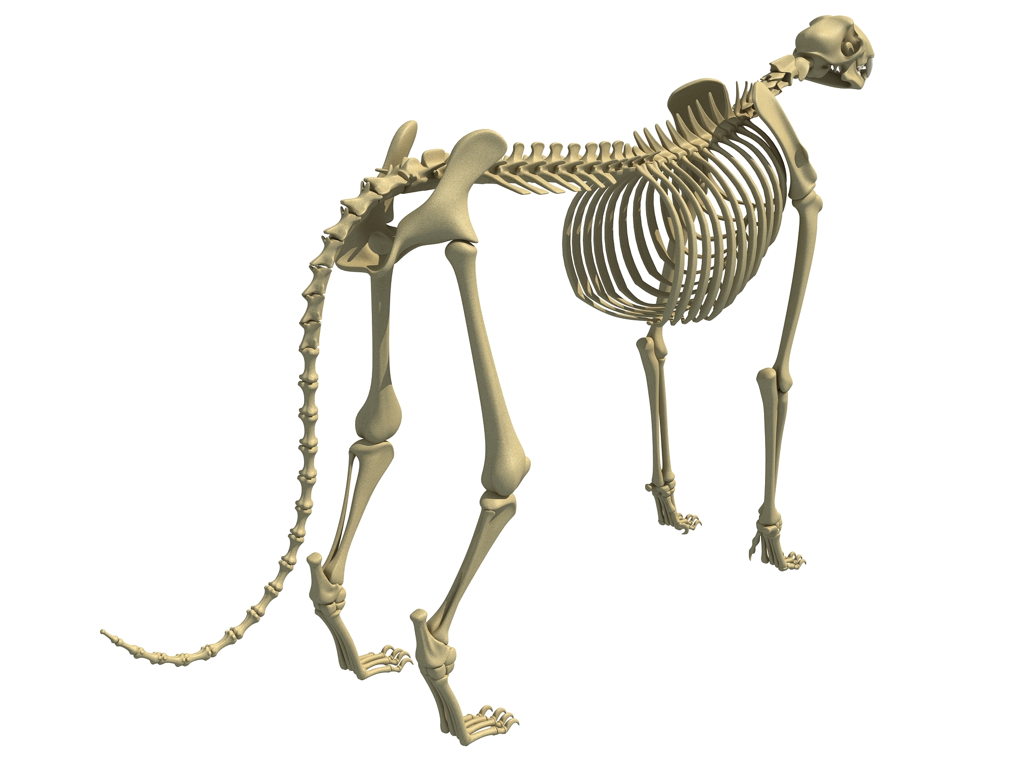Cheetah skeleton animal 3D - TurboSquid 1240047
