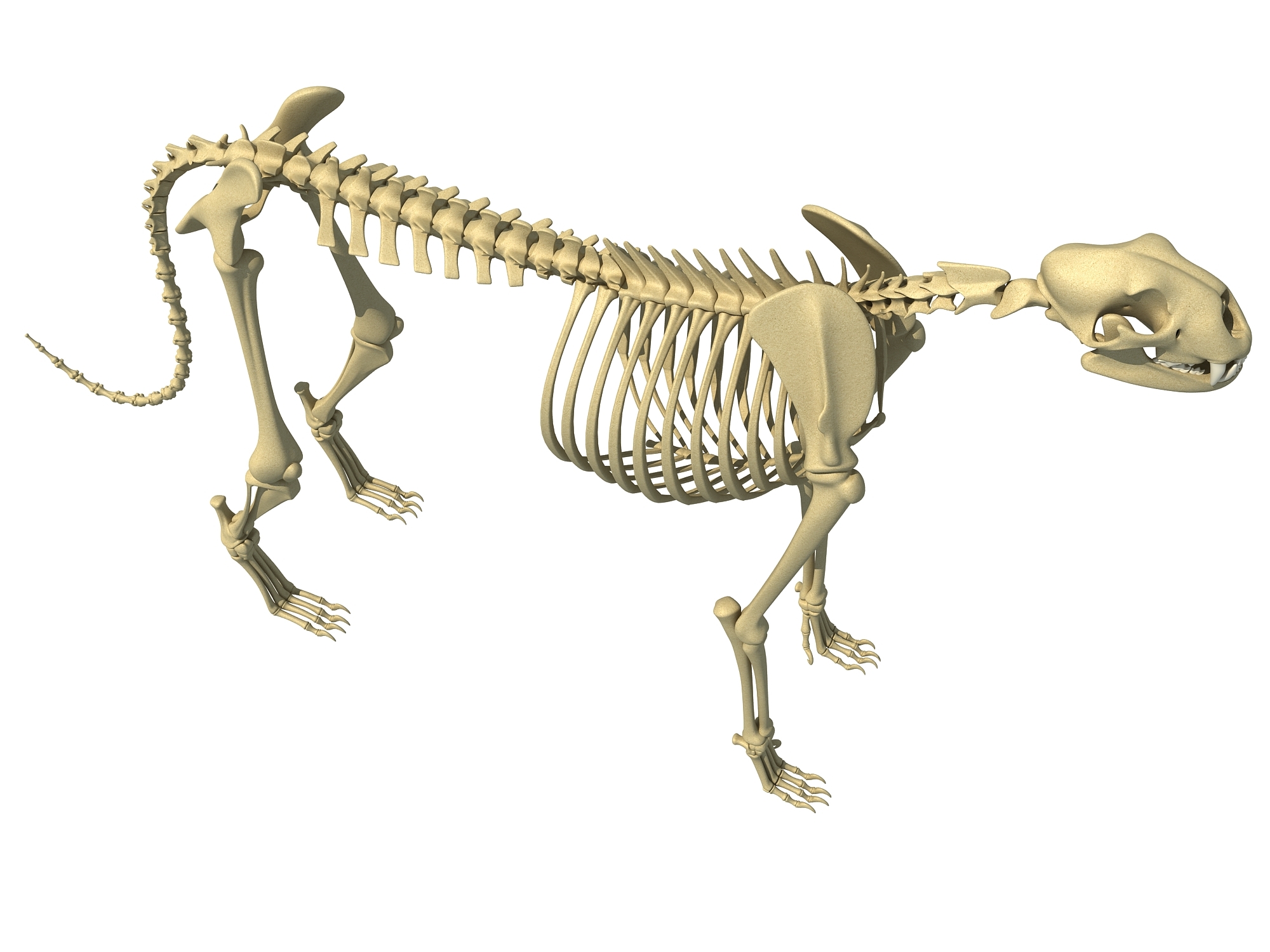 Cheetah skeleton animal 3D - TurboSquid 1240047