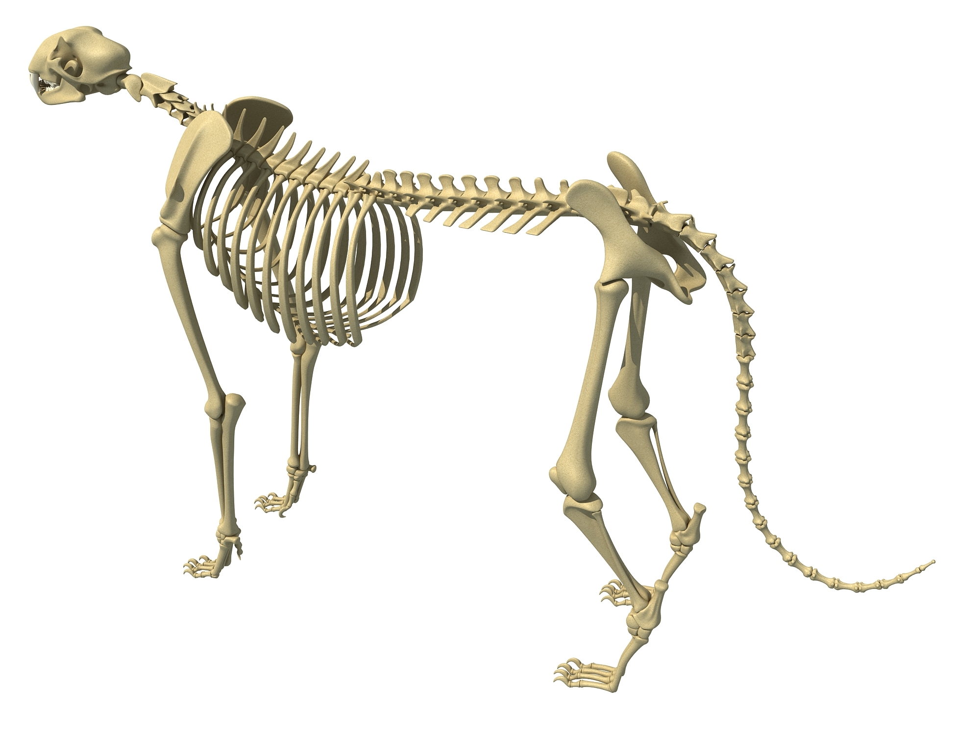 Cheetah skeleton animal 3D - TurboSquid 1240047
