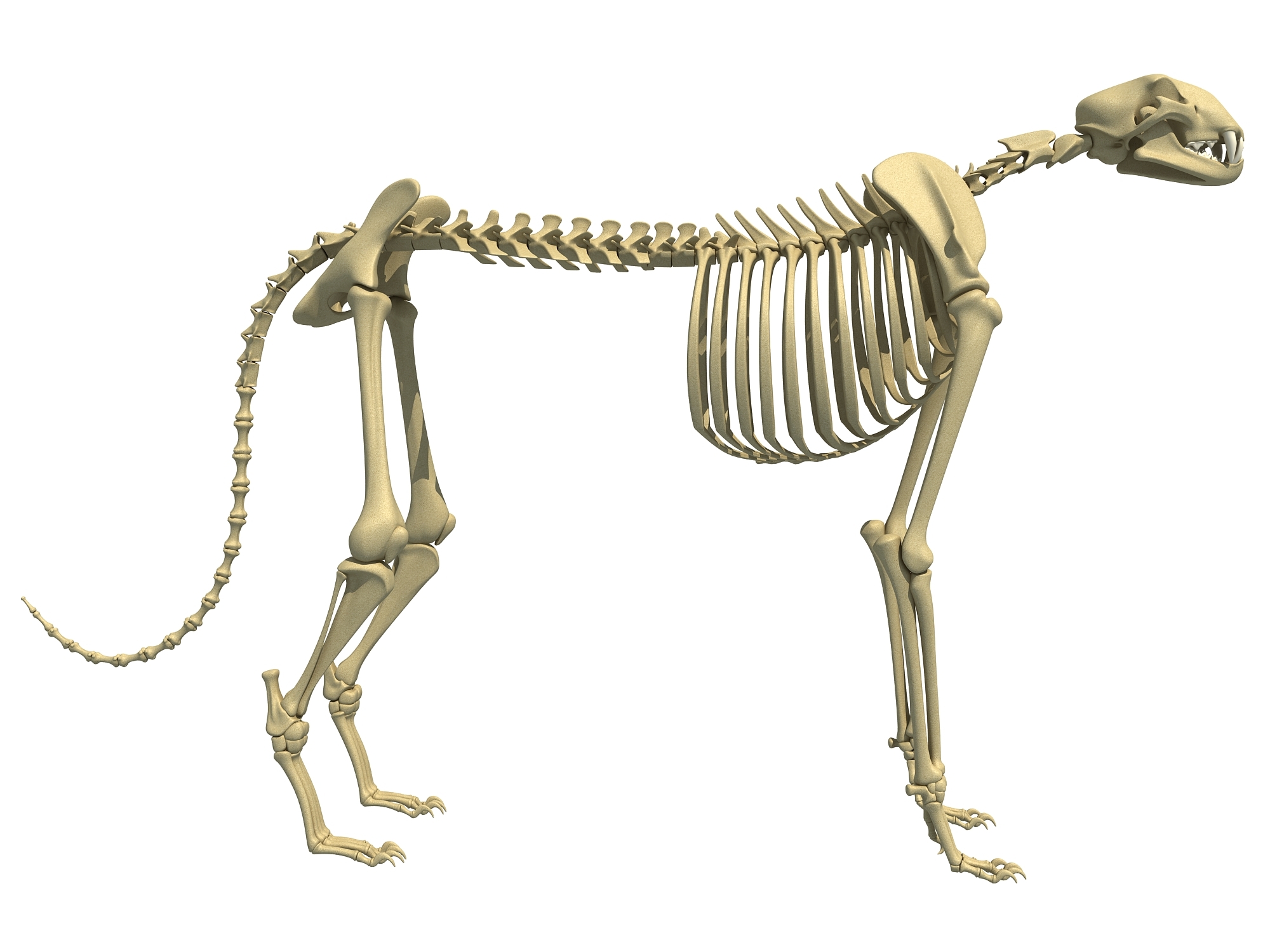 Cheetah skeleton animal 3D - TurboSquid 1240047