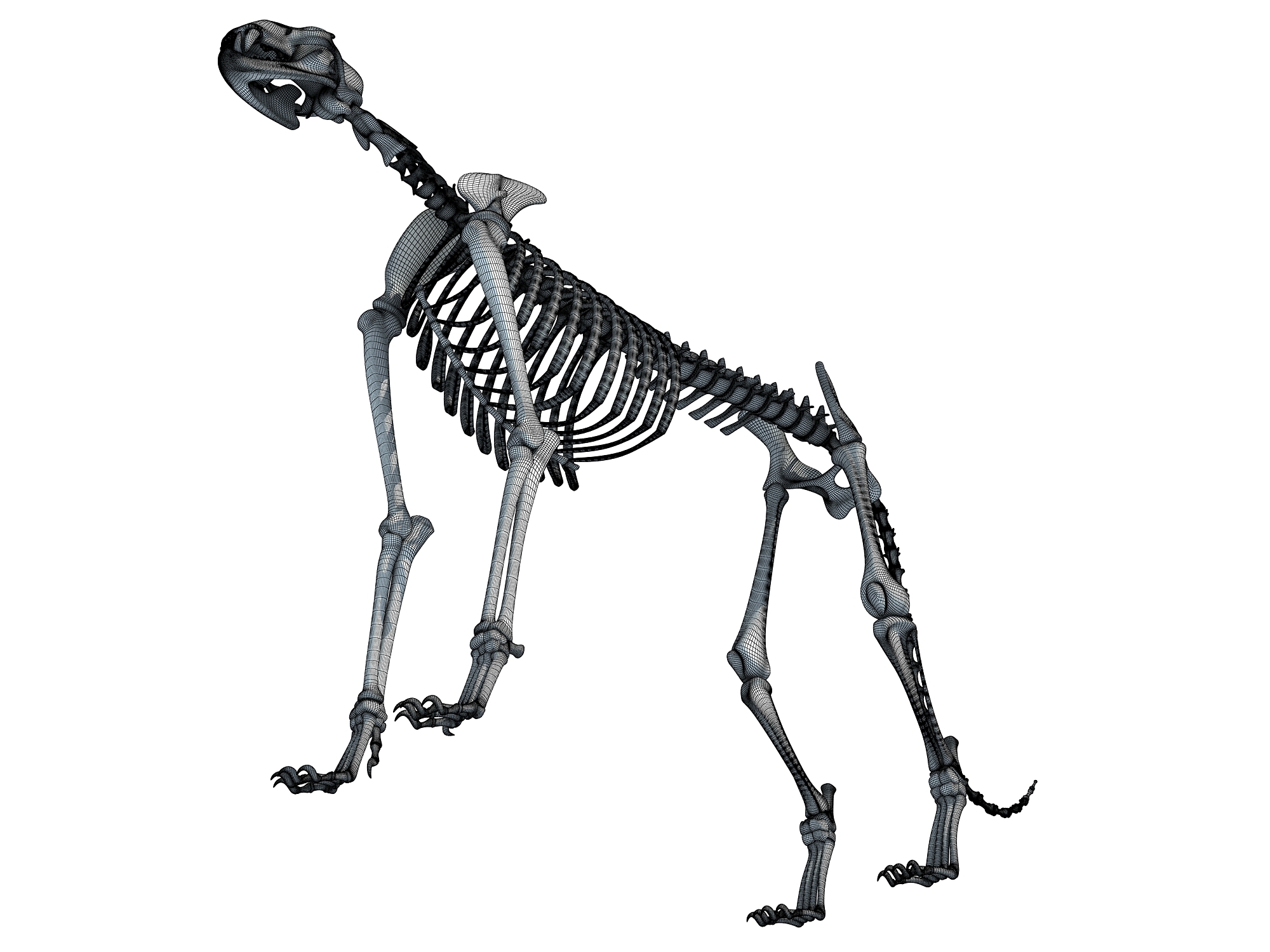 Gepard-Skelett 3D-Modell - TurboSquid 1240047