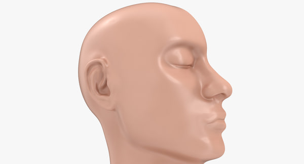3D section human head anatomy - TurboSquid 1241365