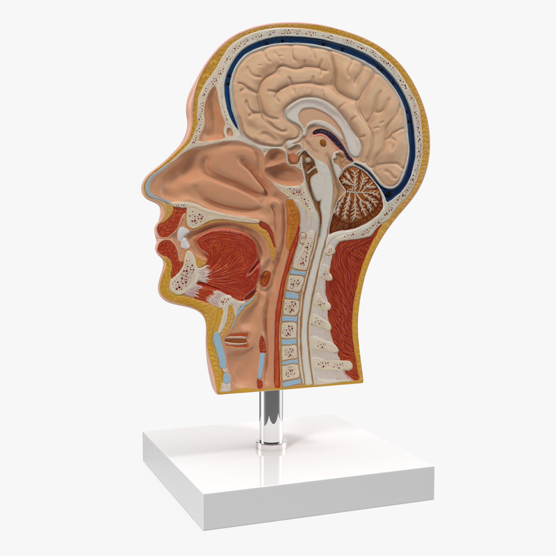 3D section human head anatomy - TurboSquid 1241365