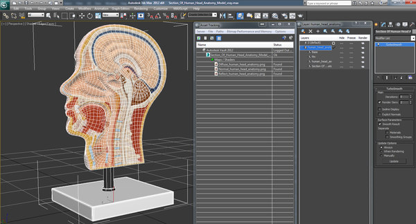 3D section human head anatomy - TurboSquid 1241365