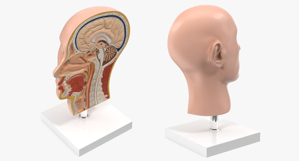 3D section human head anatomy - TurboSquid 1241365