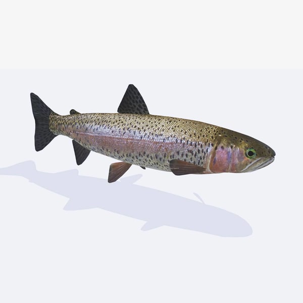 Realistic trout fish model - TurboSquid 1243883