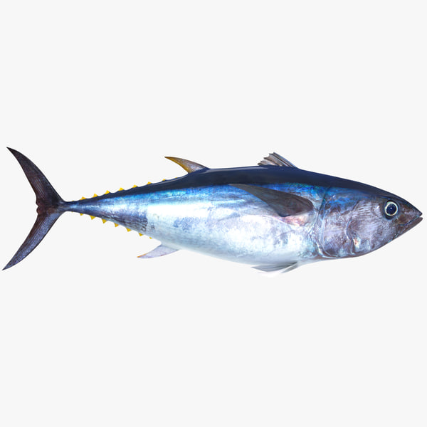 3d model whitefish animation