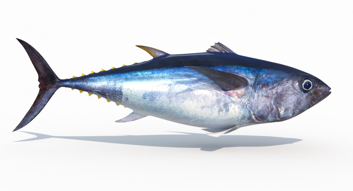 Tuna fish animation 3D - TurboSquid 1243932