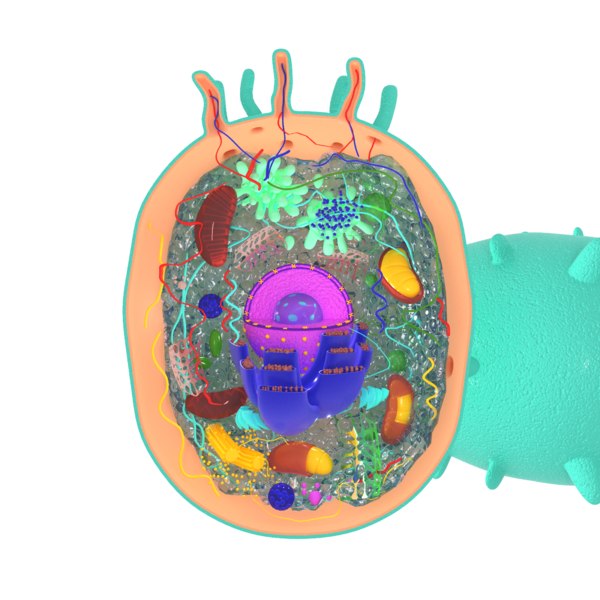 modelo 3d Célula animal - TurboSquid 1244021