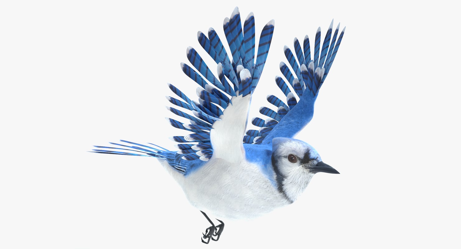 Blue jay animations 3D model - TurboSquid 1244048