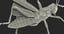 3D grasshopper rigged - TurboSquid 1244134