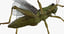 3D grasshopper rigged - TurboSquid 1244134