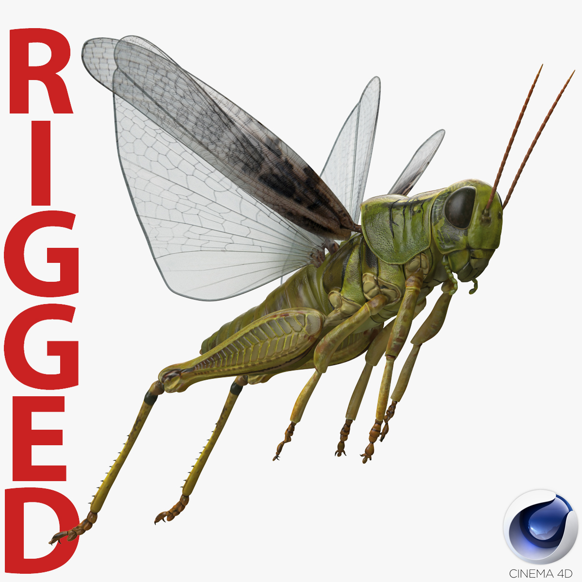 3D grasshopper rigged - TurboSquid 1244134