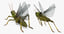 3D grasshopper rigged - TurboSquid 1244134