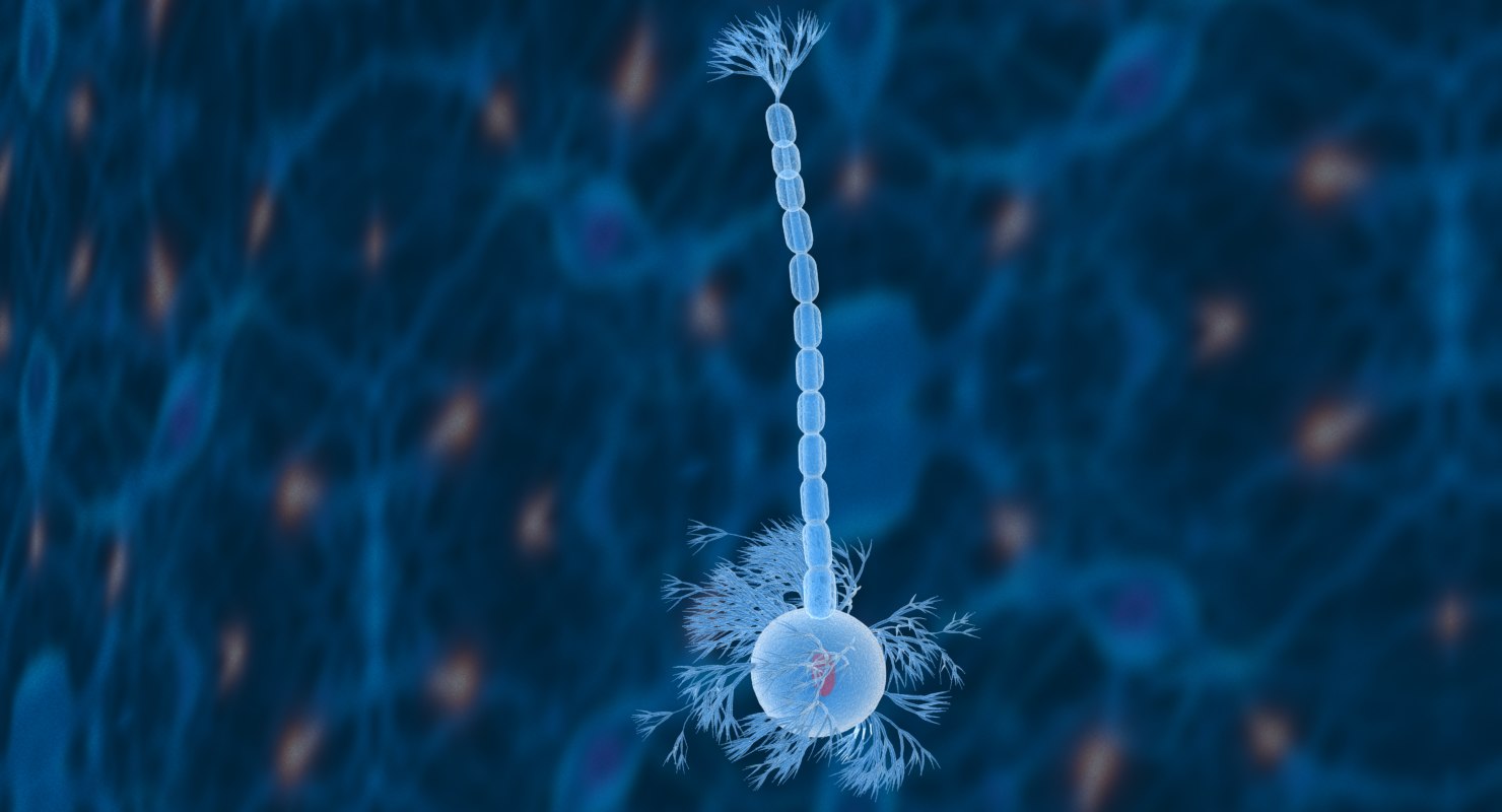Nerve cells neuron 3D model - TurboSquid 1244198
