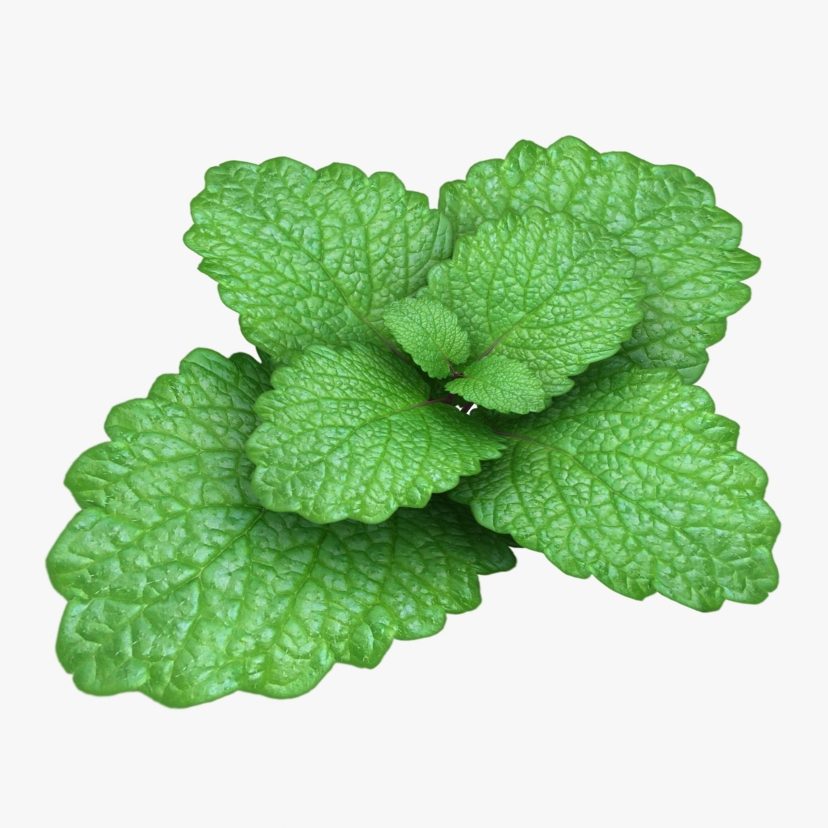 Mint scanline ready 3D model - TurboSquid 1244381