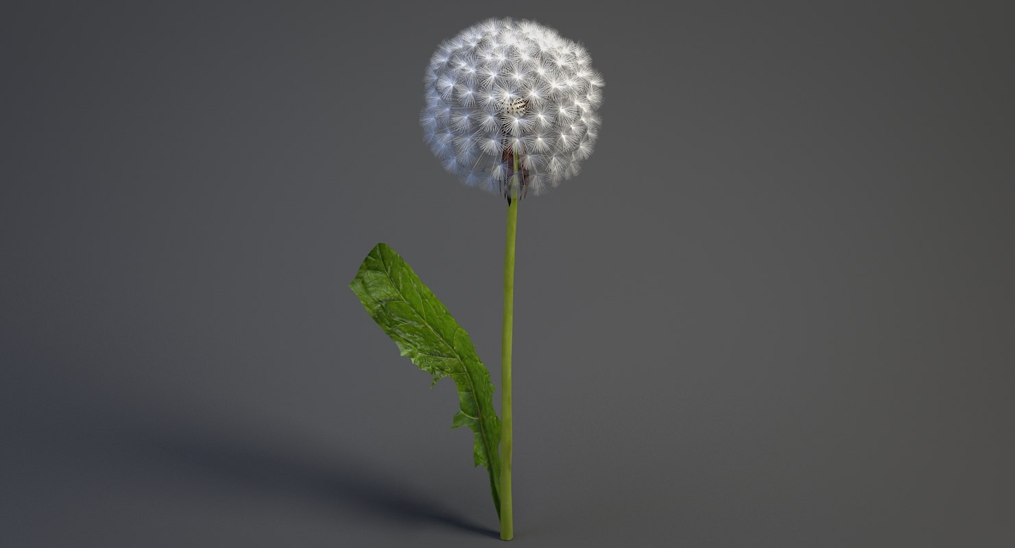 Realistic dandelion 3D - TurboSquid 1244409