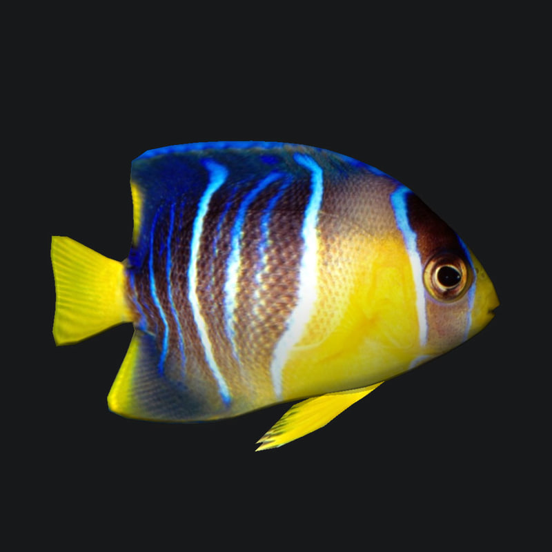 Blue angel fish 3D model - TurboSquid 1244594