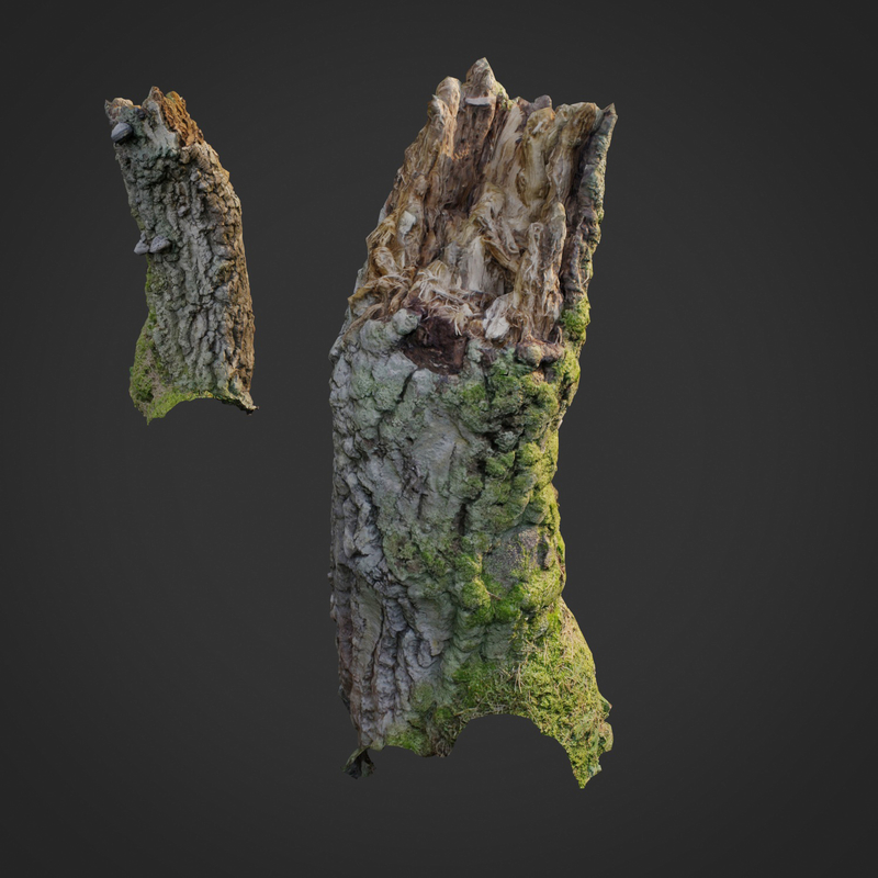 Dead forest asset pack 3D model - TurboSquid 1244677