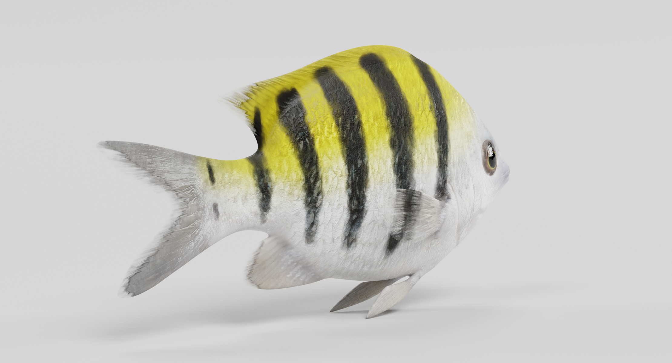 3D sergeant major fish model - TurboSquid 1244945