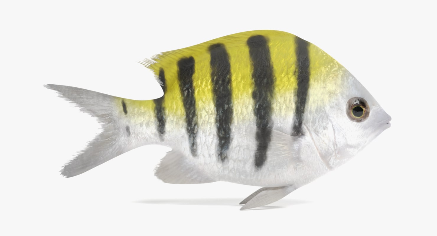 3D sergeant major fish model - TurboSquid 1244945