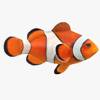 3D emperor angelfish fish animation - TurboSquid 1577605