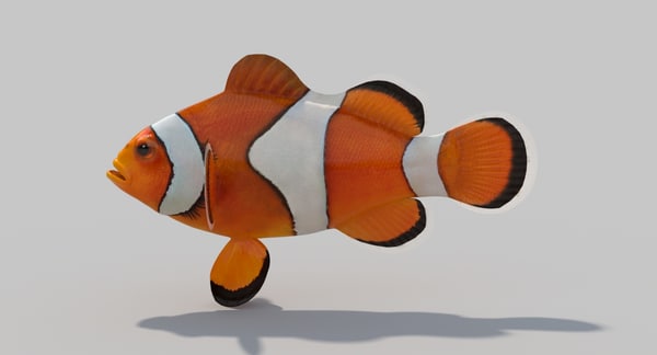 3D clownfish animation - TurboSquid 1246165