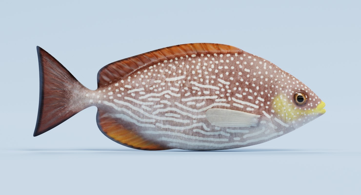 Java rabbitfish 3D model - TurboSquid 1246664