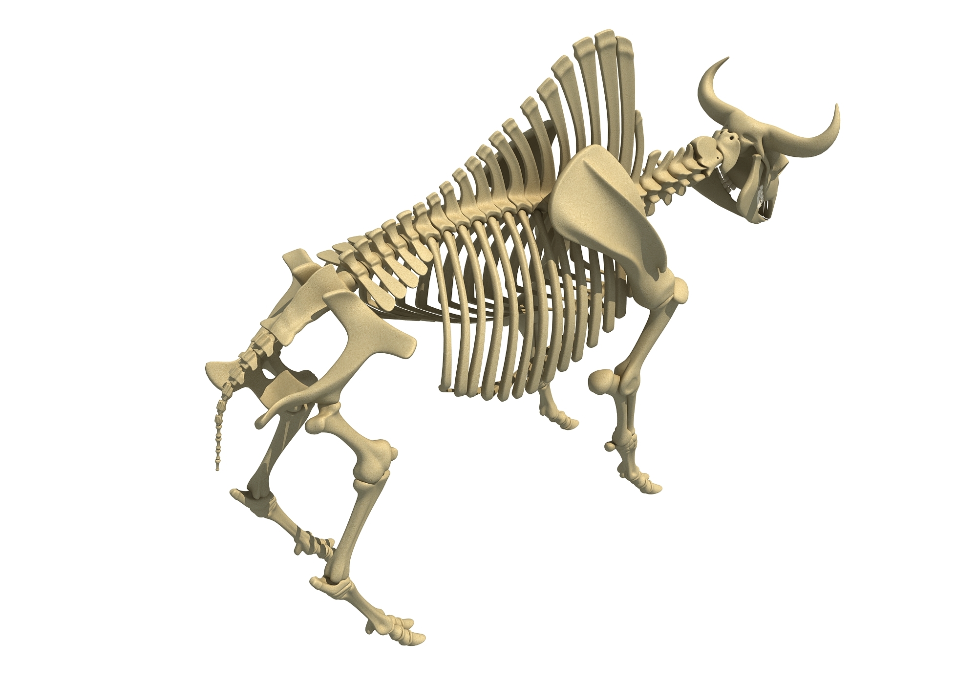 Bison skeleton model - TurboSquid 1246899