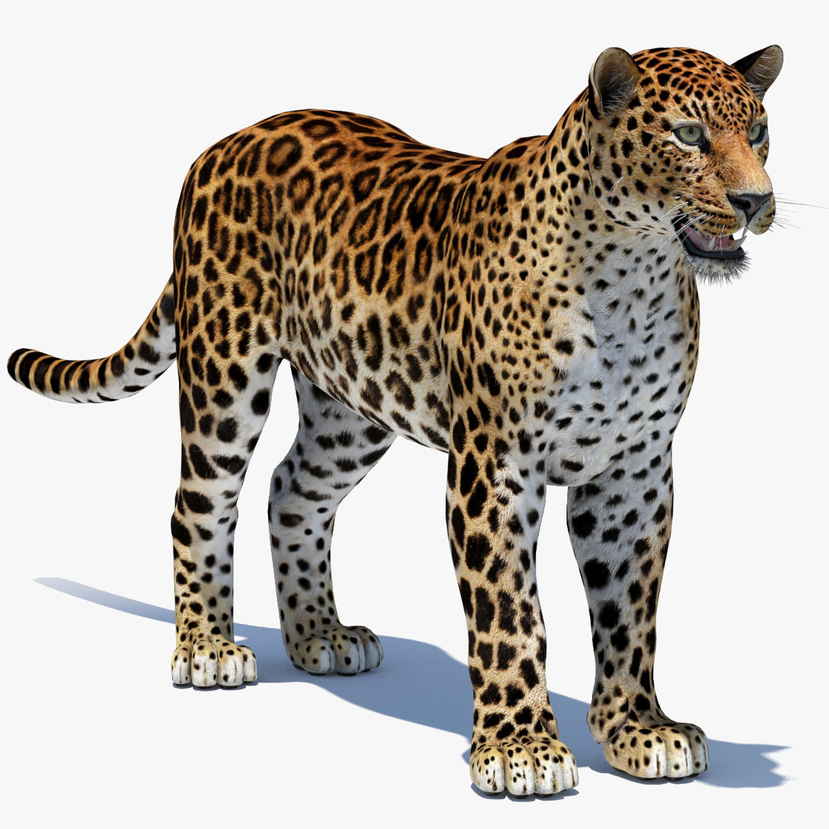 Amur leopard 3D model - TurboSquid 1246956