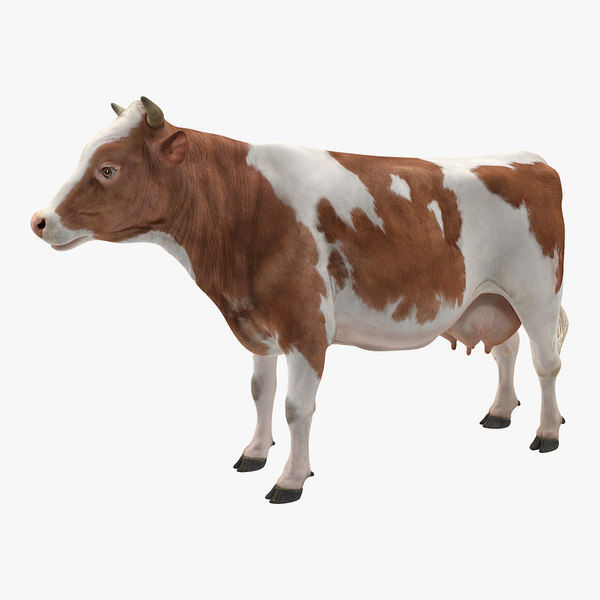 3D model cow realistic - TurboSquid 1247251