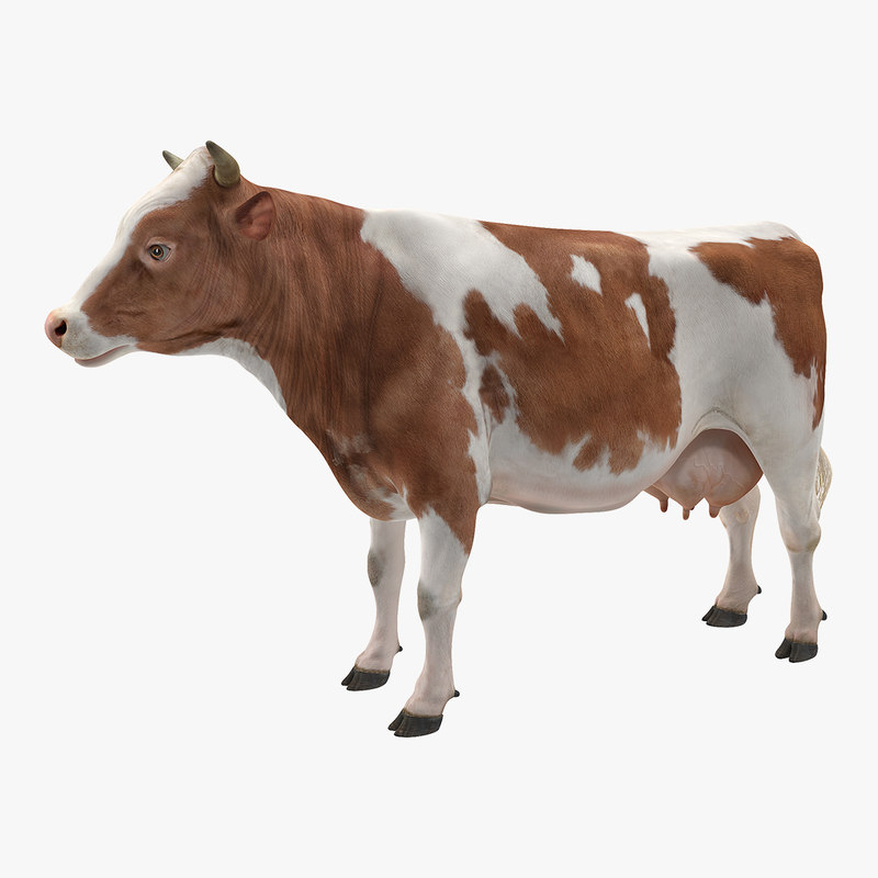 3D model cow realistic - TurboSquid 1247251