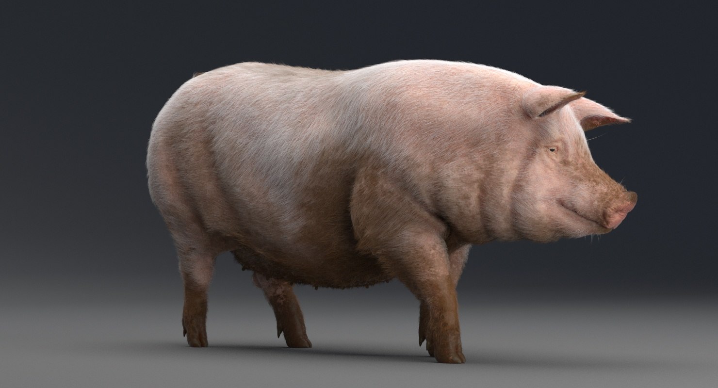 Pig rigged 3D model - TurboSquid 1258255