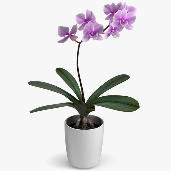 Orchid 3D Models for Download | TurboSquid