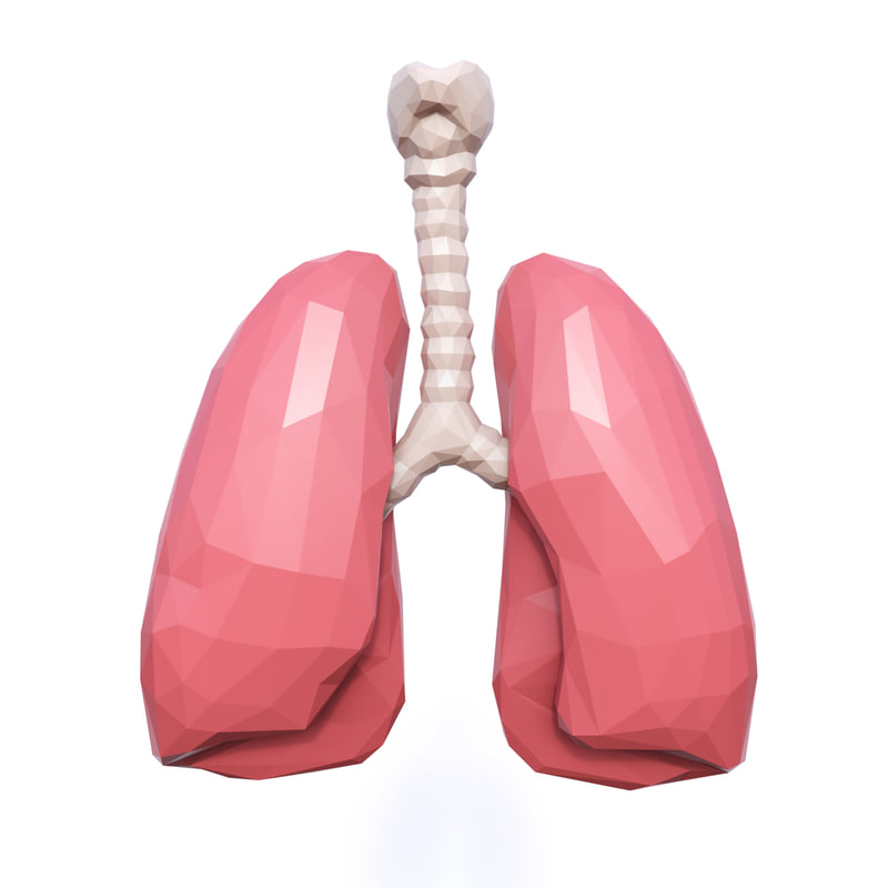 3D lungs model - TurboSquid 1258619