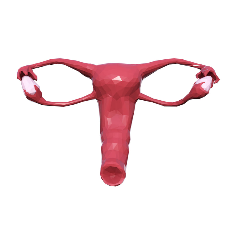 3d-female-reproductive-model-turbosquid-1258625