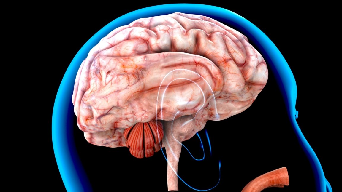 Endocrine glands 3D - TurboSquid 1260275