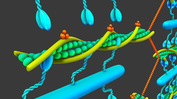 3d muscle tissue model