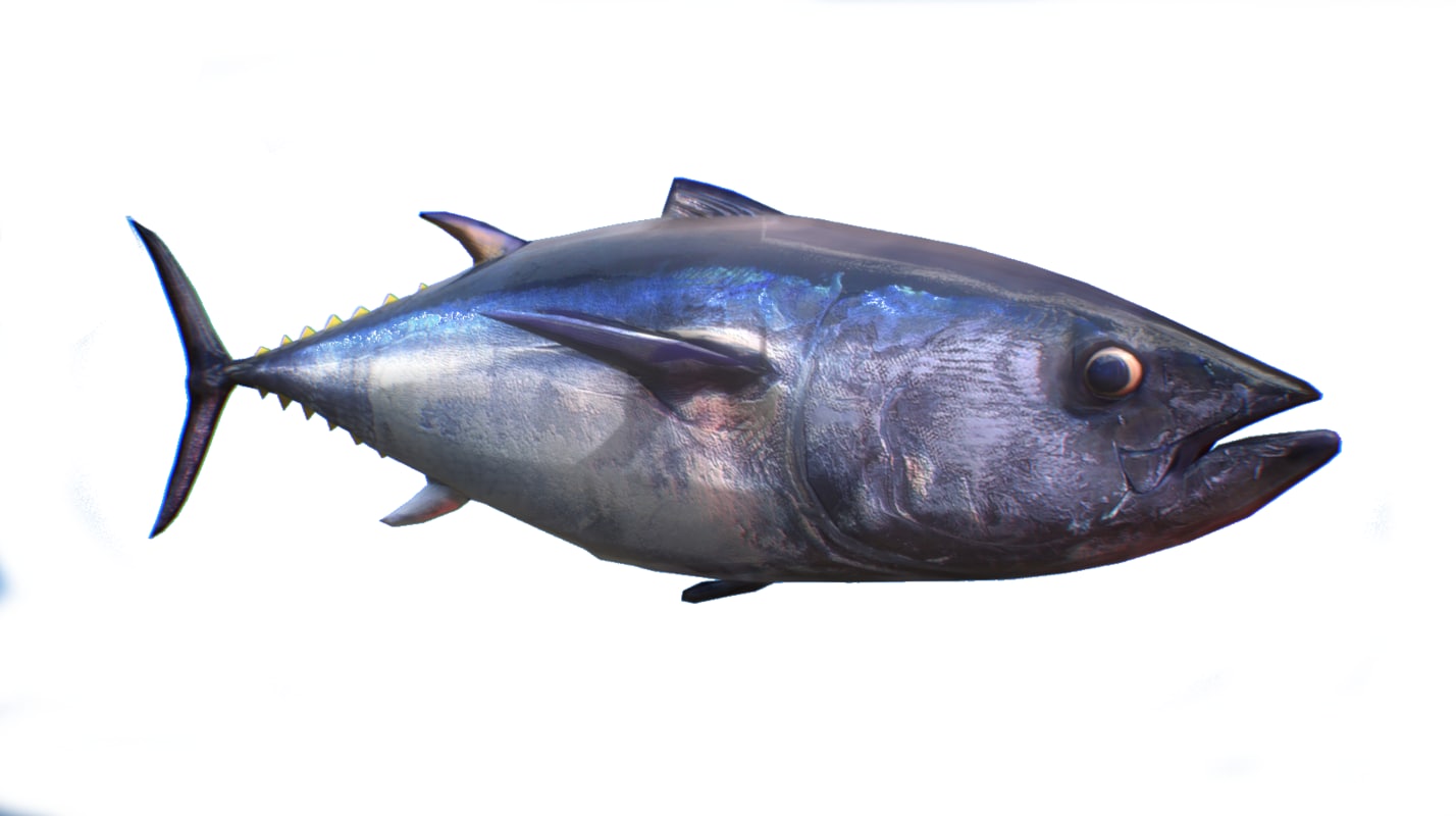 3D tuna model - TurboSquid 1261272