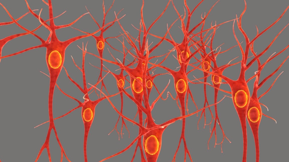 3D neural tissue model - TurboSquid 1261525