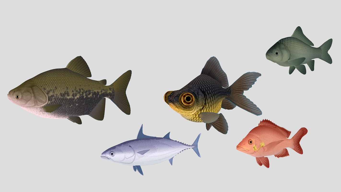Fish 02 3D model - TurboSquid 1261961