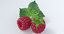 Raspberry fruit 3D model - TurboSquid 1262056