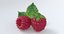 Raspberry fruit 3D model - TurboSquid 1262056
