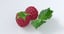 Raspberry fruit 3D model - TurboSquid 1262056