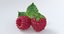Raspberry fruit 3D model - TurboSquid 1262056