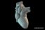 3D human heart - TurboSquid 1262531