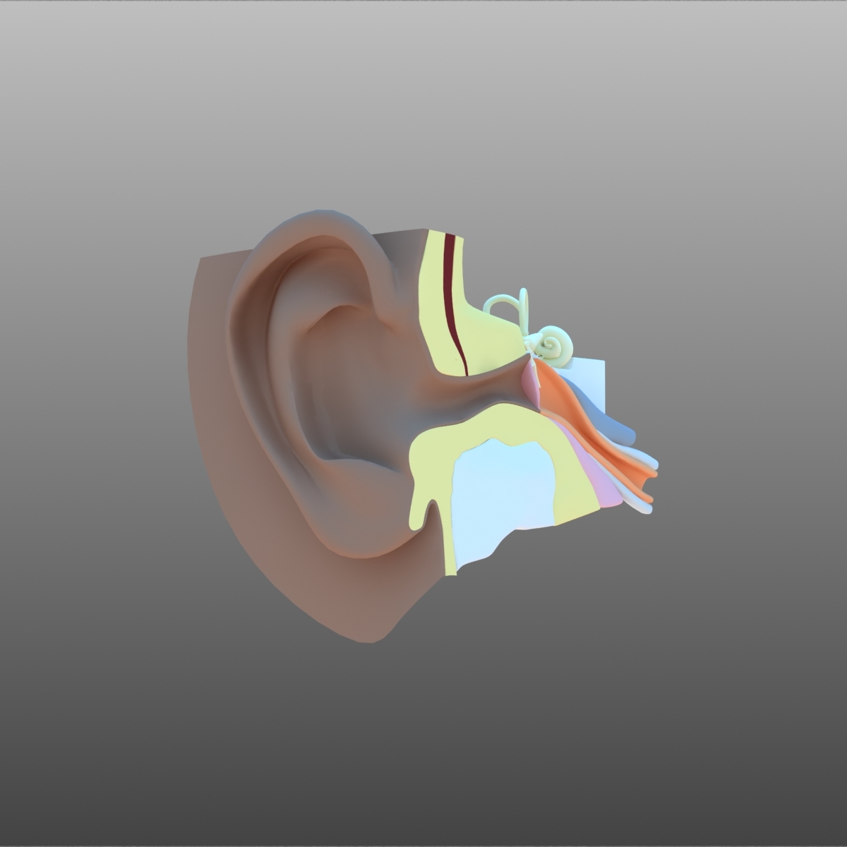Ear cross section 3D model - TurboSquid 1262795