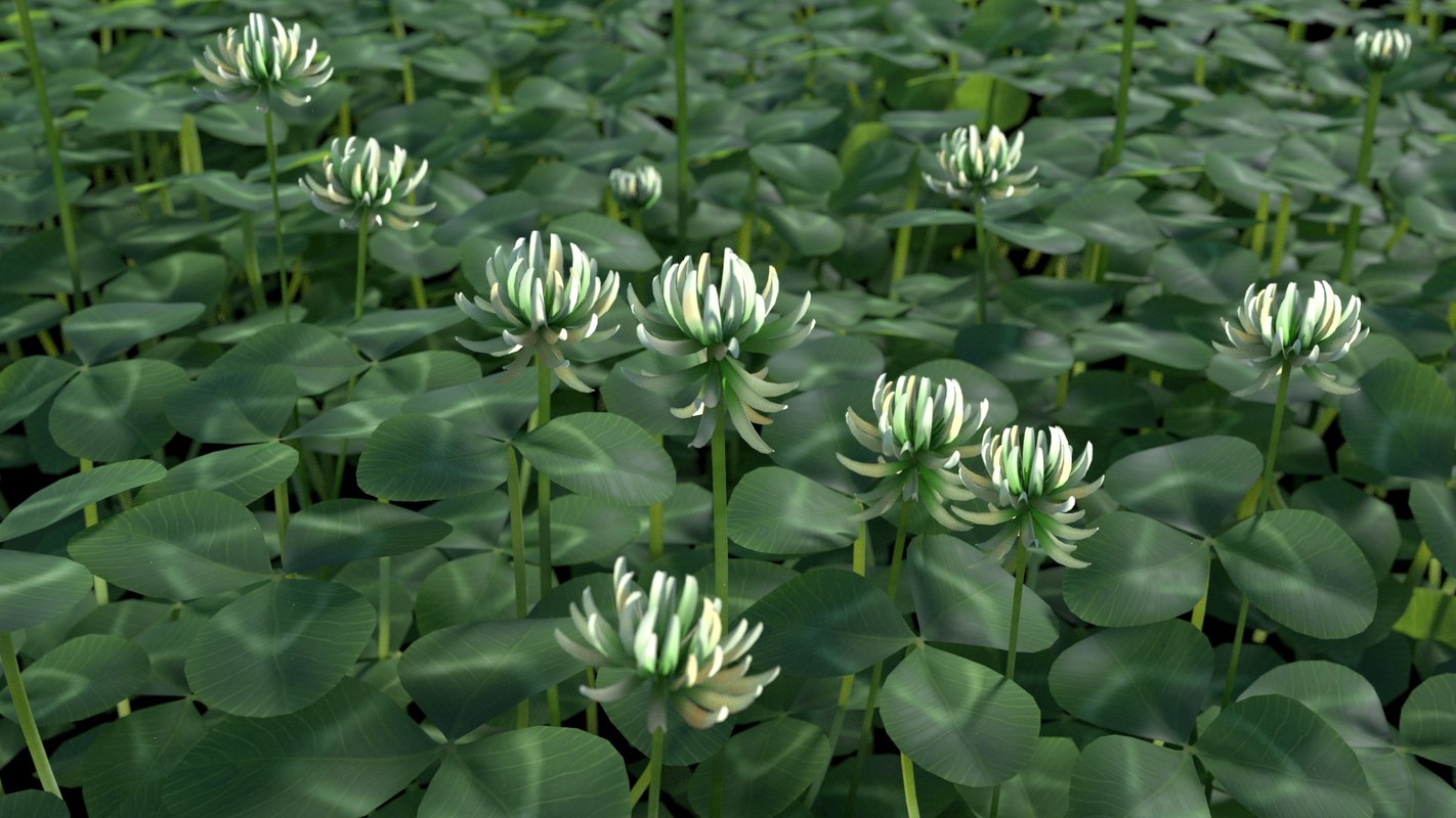 Free 3D clover asset flower model - TurboSquid 1262886