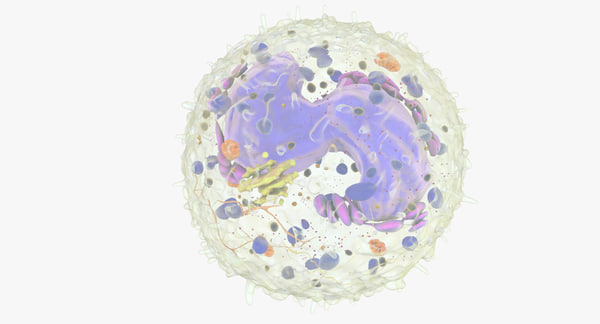 White blood cells 3D model - TurboSquid 1263749