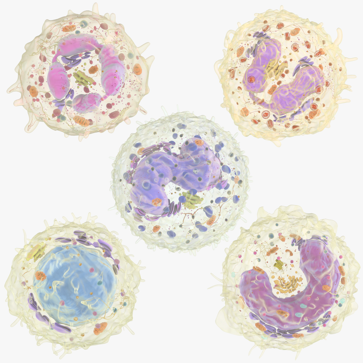 White blood cells 3D model - TurboSquid 1263749